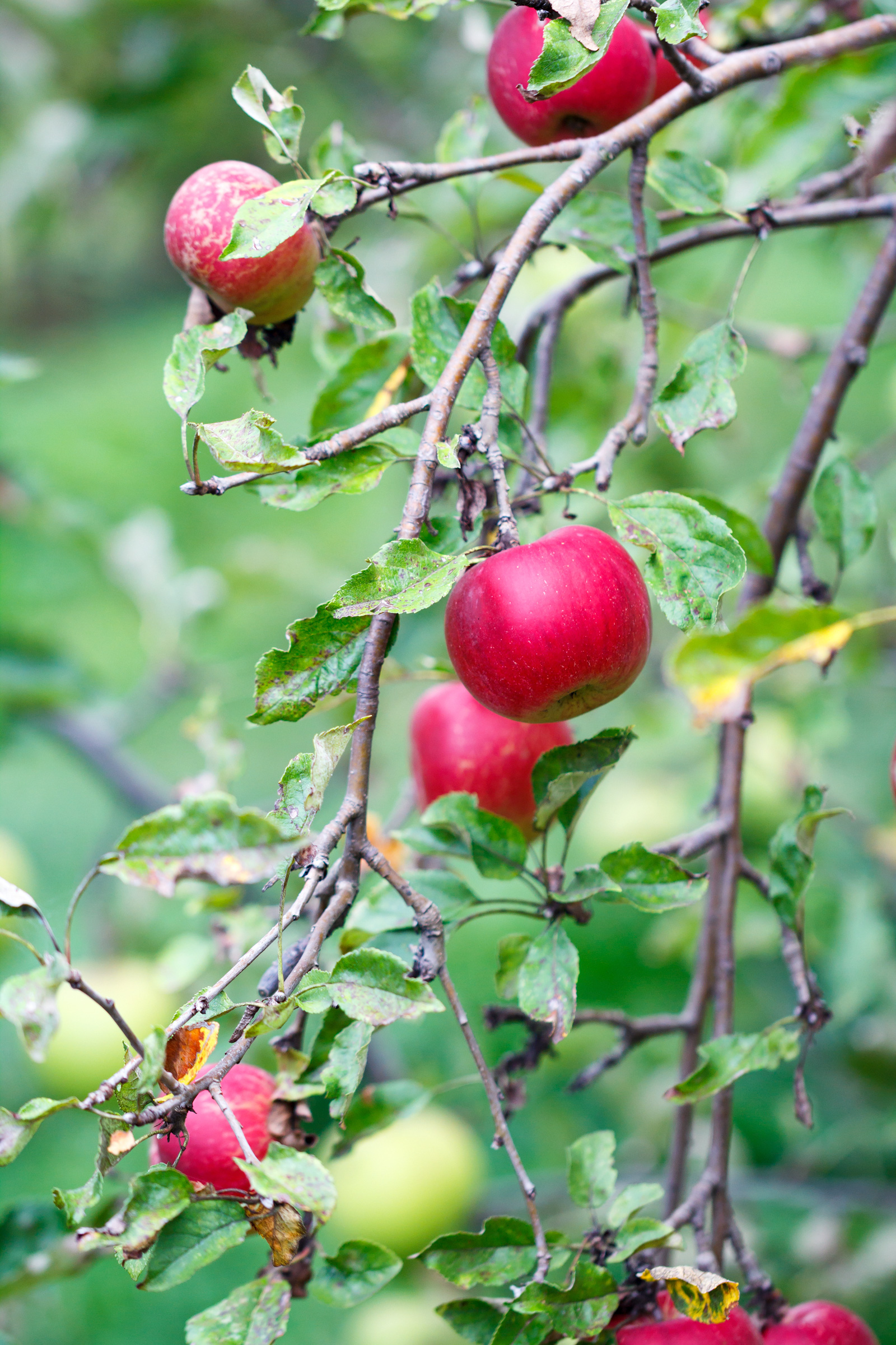 Apples Apples
