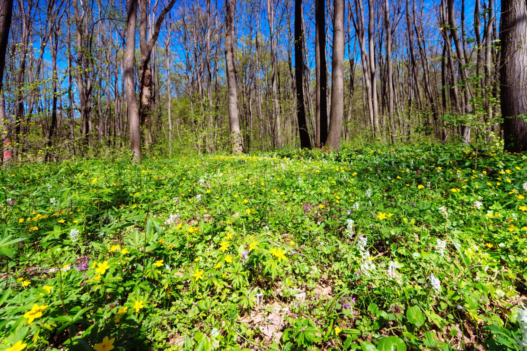 Flowers in the forest - free stock photo - Imagecarrier